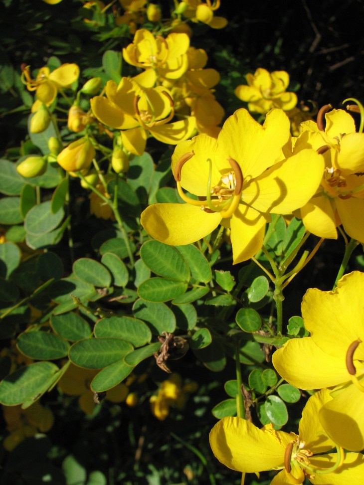Weed of the Month – Easter Cassia « FINIA