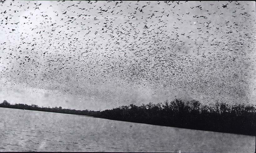 Fraser Island (Kgari)’s Wildlife Status « FINIA