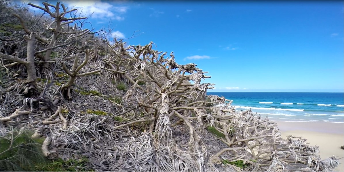 Fraser Island Pandanus Rescue « FINIA