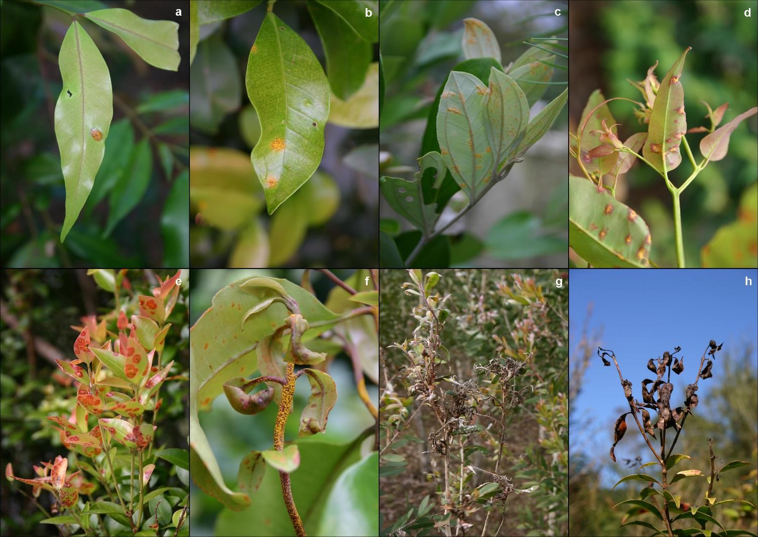 What is myrtle rust and why is it significant to K’gari? « FINIA