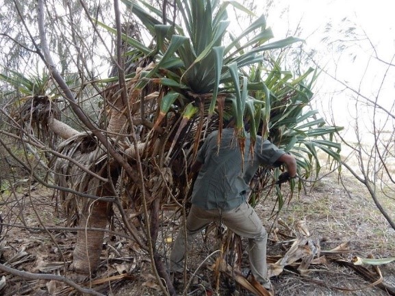 Pandanus Leaf Stripping – a Caring for Country Project « FINIA