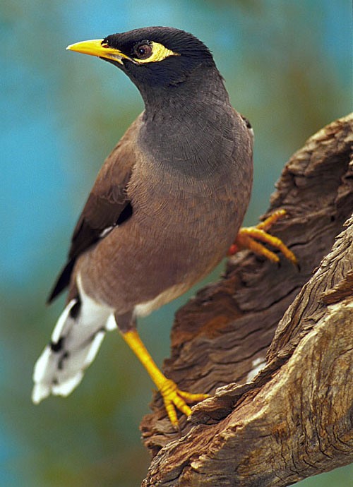 Pest Profile: Indian or Common Myna « FINIA