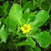 Moving Towards Eradication – Bitou Bush « FINIA