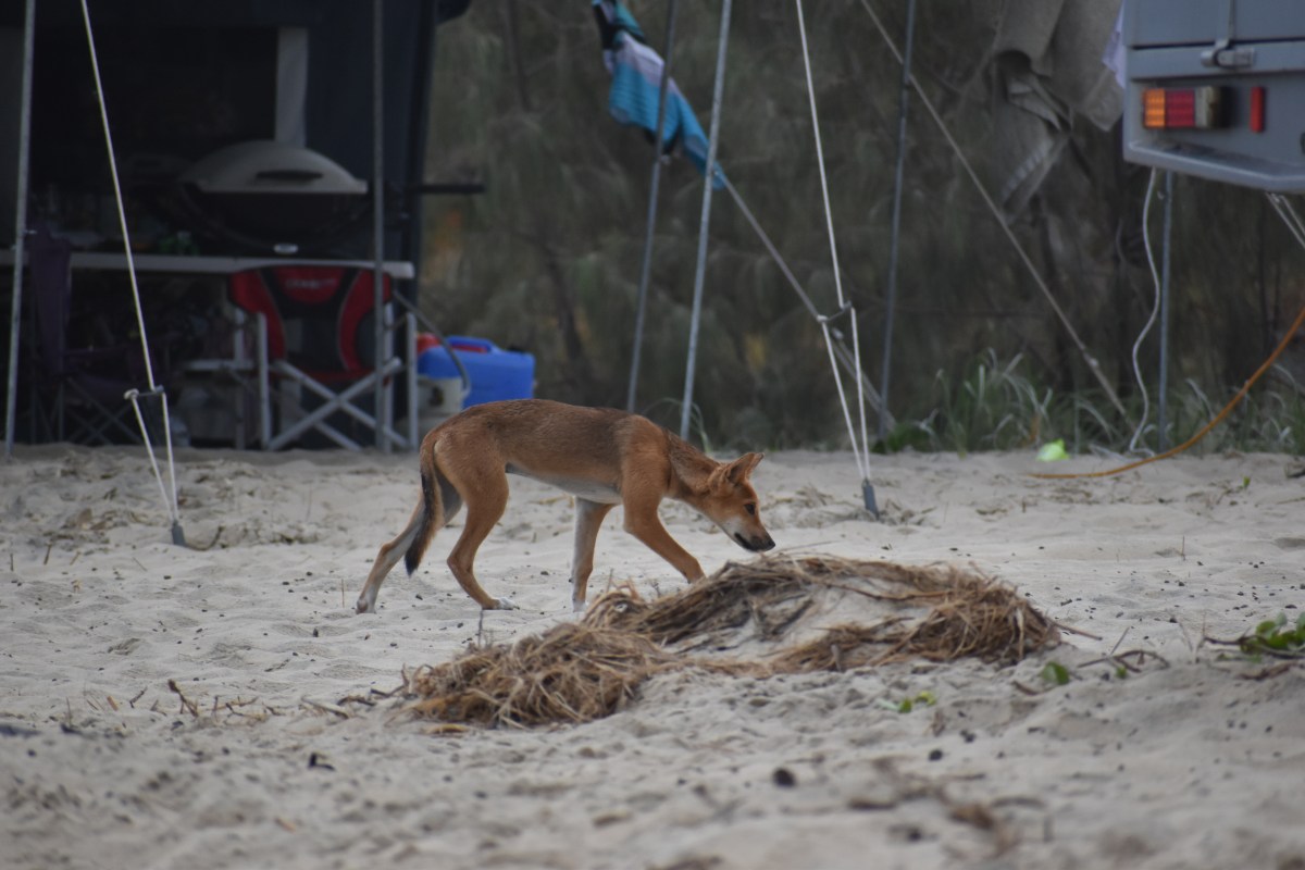 Working collaboratively to ensure ‘Dingo-safe’ behaviour « FINIA