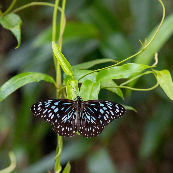 Winged wanderers migrating north through the Great Sandy area « FINIA