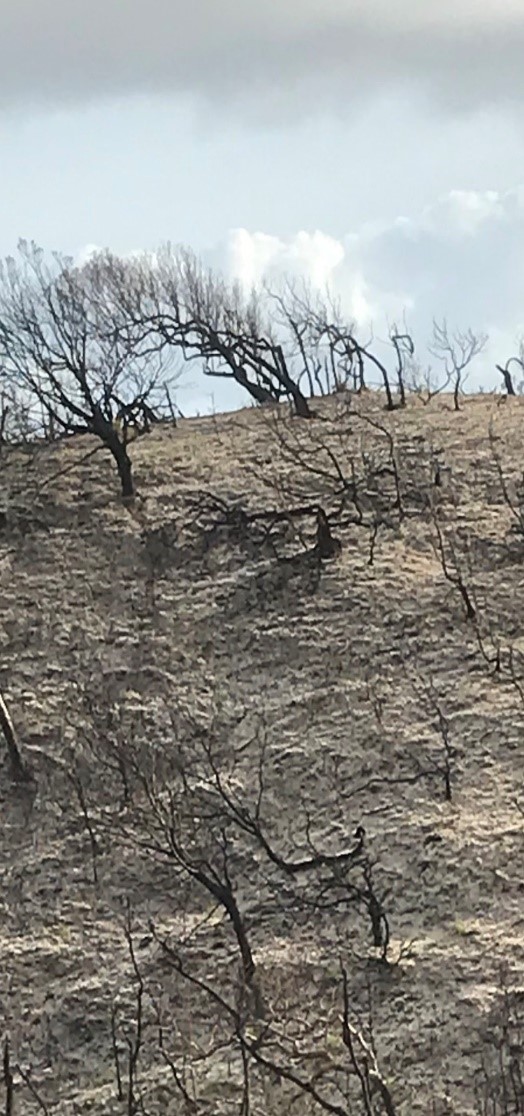 K’gari (Fraser Island) – the fire and the aftermath « FINIA