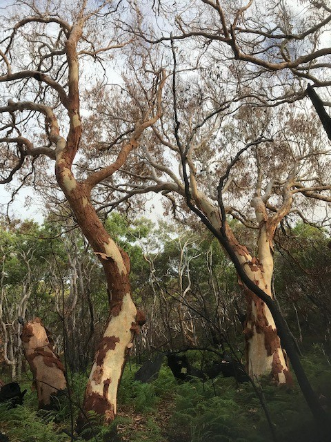 K’gari (Fraser Island) – the fire and the aftermath « FINIA