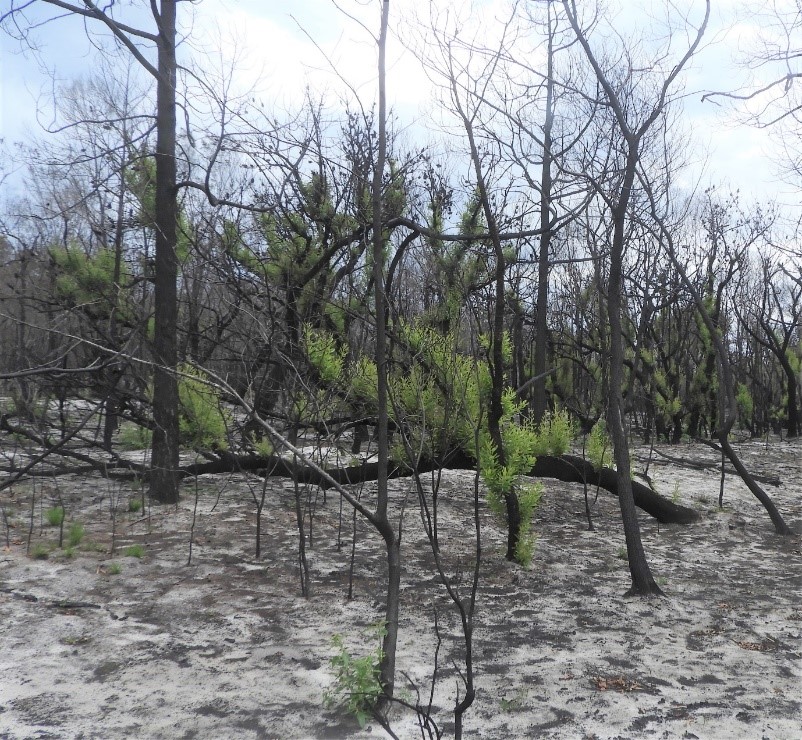 Post-fire Recovery – QPWS Monitoring Program « FINIA