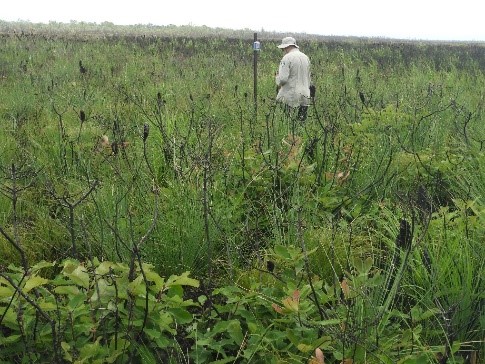 Post-fire Recovery – QPWS Monitoring Program « FINIA