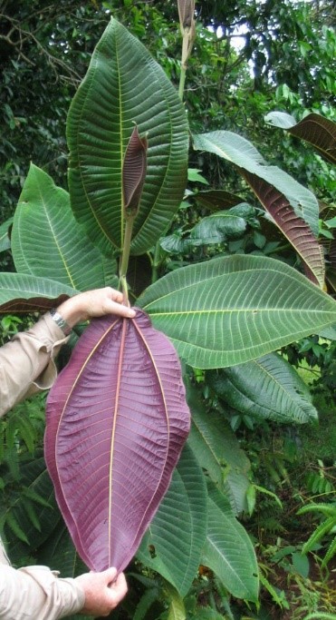 Focus on Finding the Five « FINIA