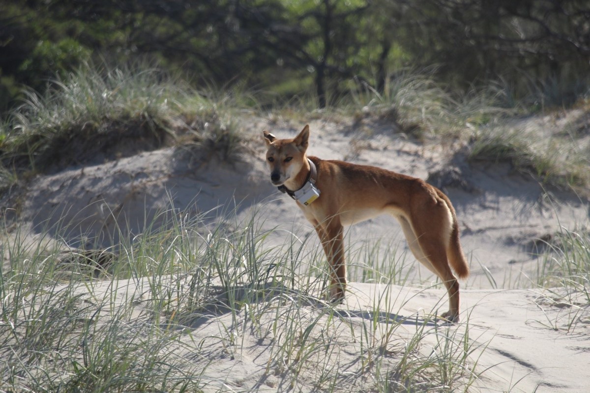 Wongari-Wise, Dingo-Safe – Get the Message! « FINIA
