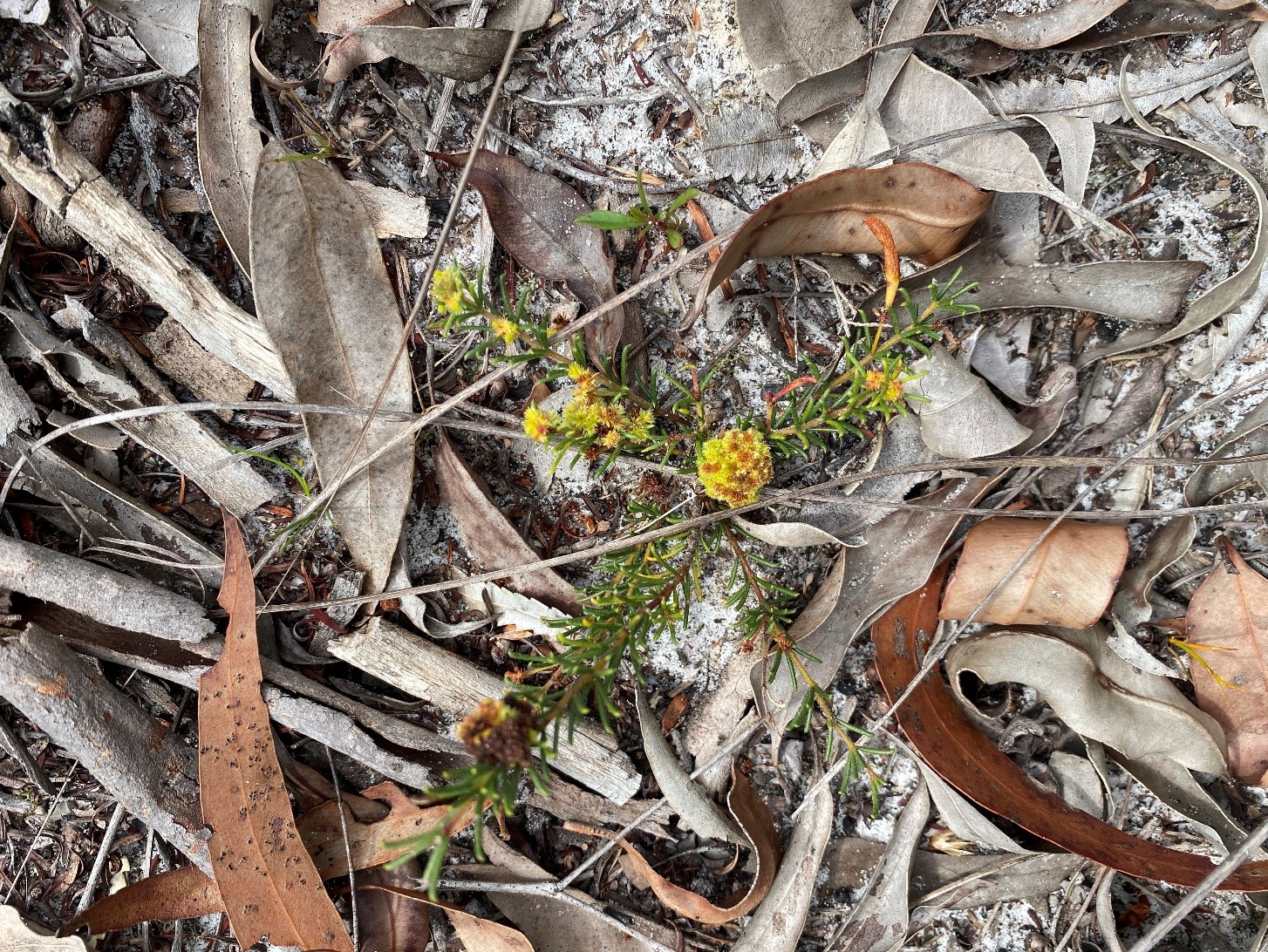 The World’s Tiniest Wattle on the World’s Largest Sand Island « FINIA
