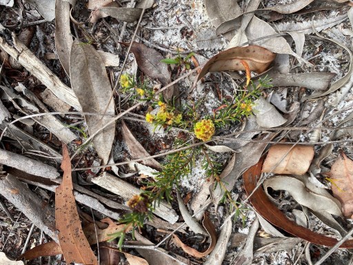 The World’s Tiniest Wattle on the World’s Largest Sand Island « FINIA