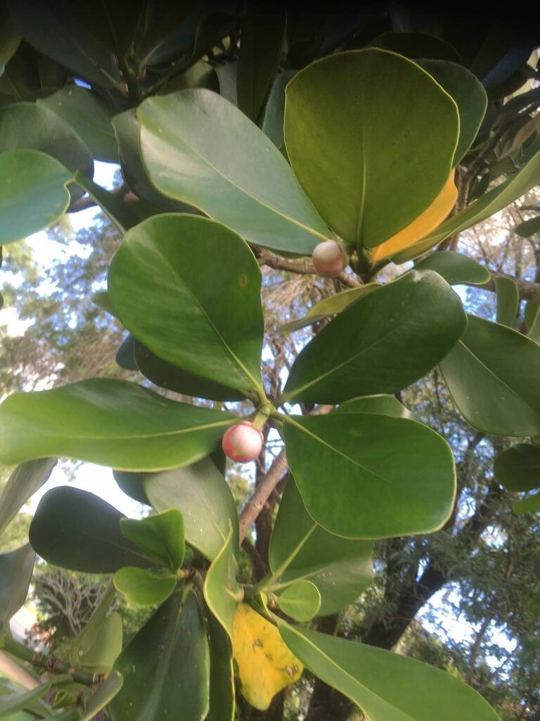 Weed Spotter Alert: Autograph Tree « FINIA