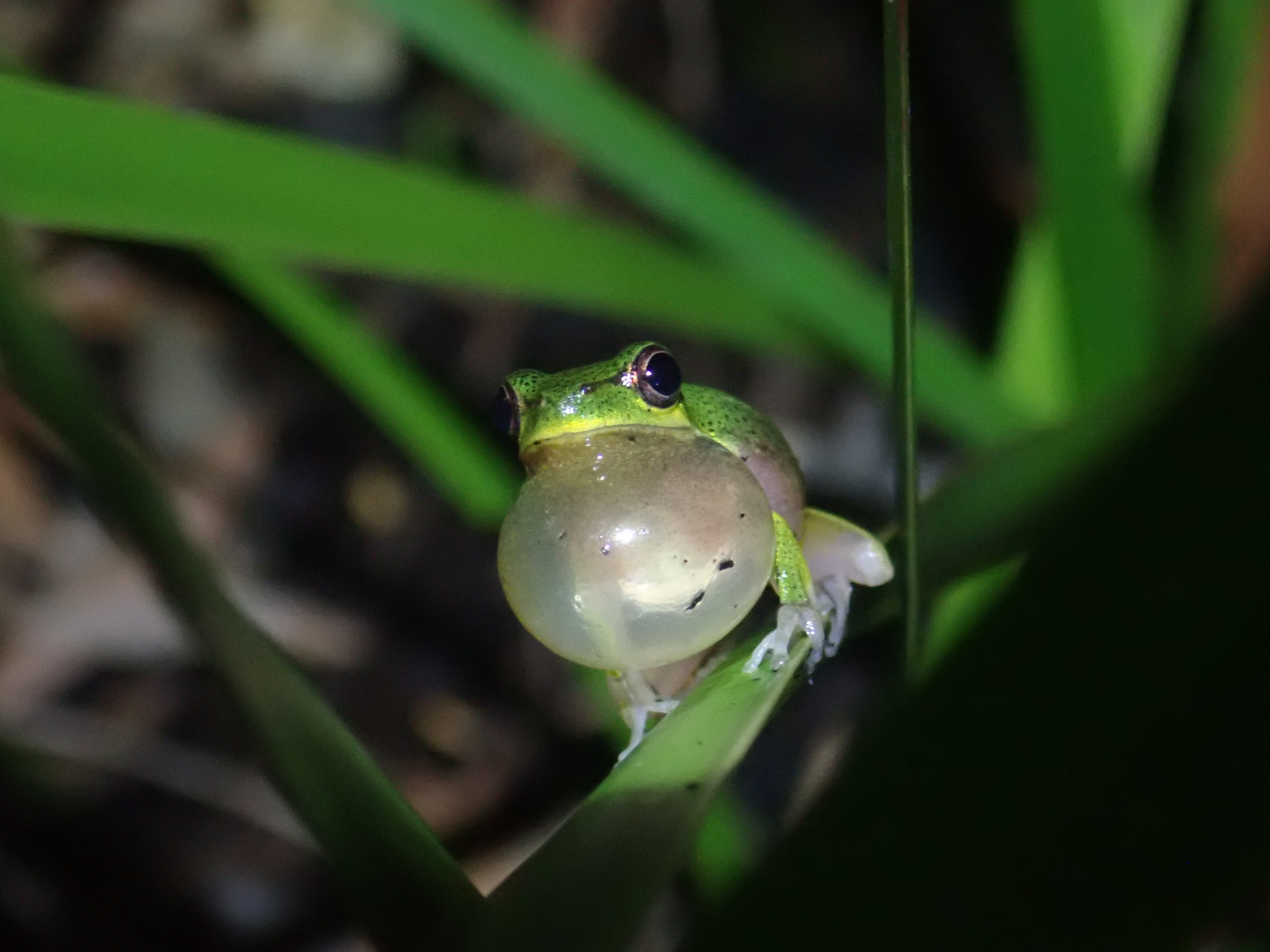 Butchulla Land and Sea Rangers « FINIA