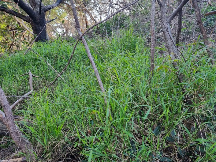 One Year’s Weed, Seven Years of Seed « FINIA