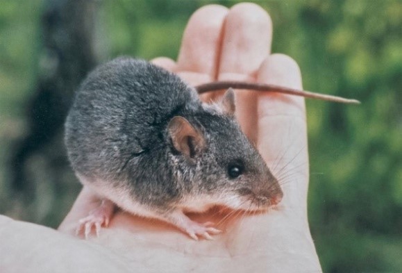 Threatened Species Feature: Water Mouse « FINIA