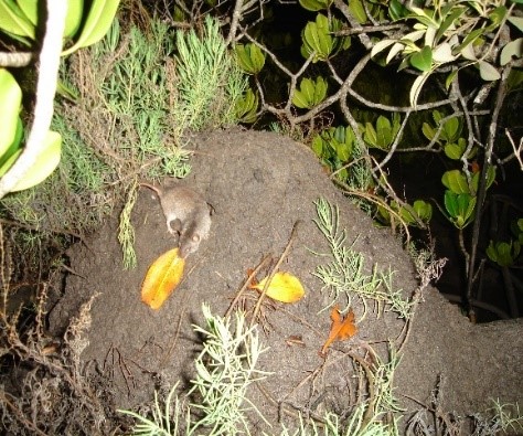 Threatened Species Feature: Water Mouse « FINIA