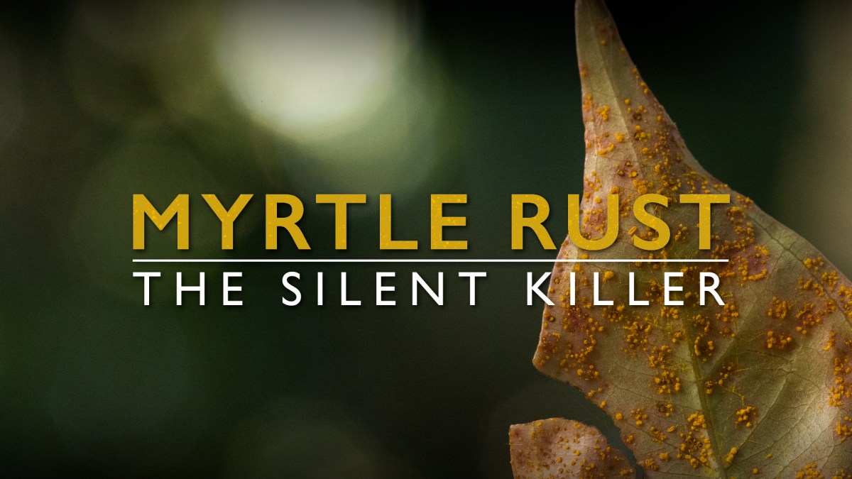 Myrtle Rust, the Silent Killer « FINIA