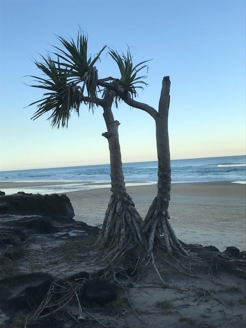 K’gari’s iconic Pandanus under threat, but help has arrived! « FINIA