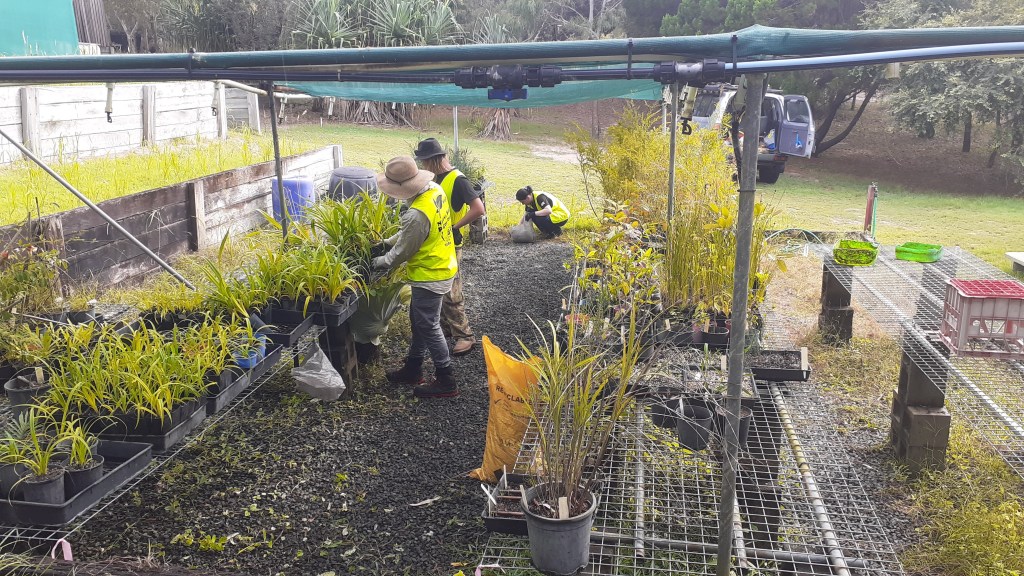 Pandanus Restoration Project Update « FINIA